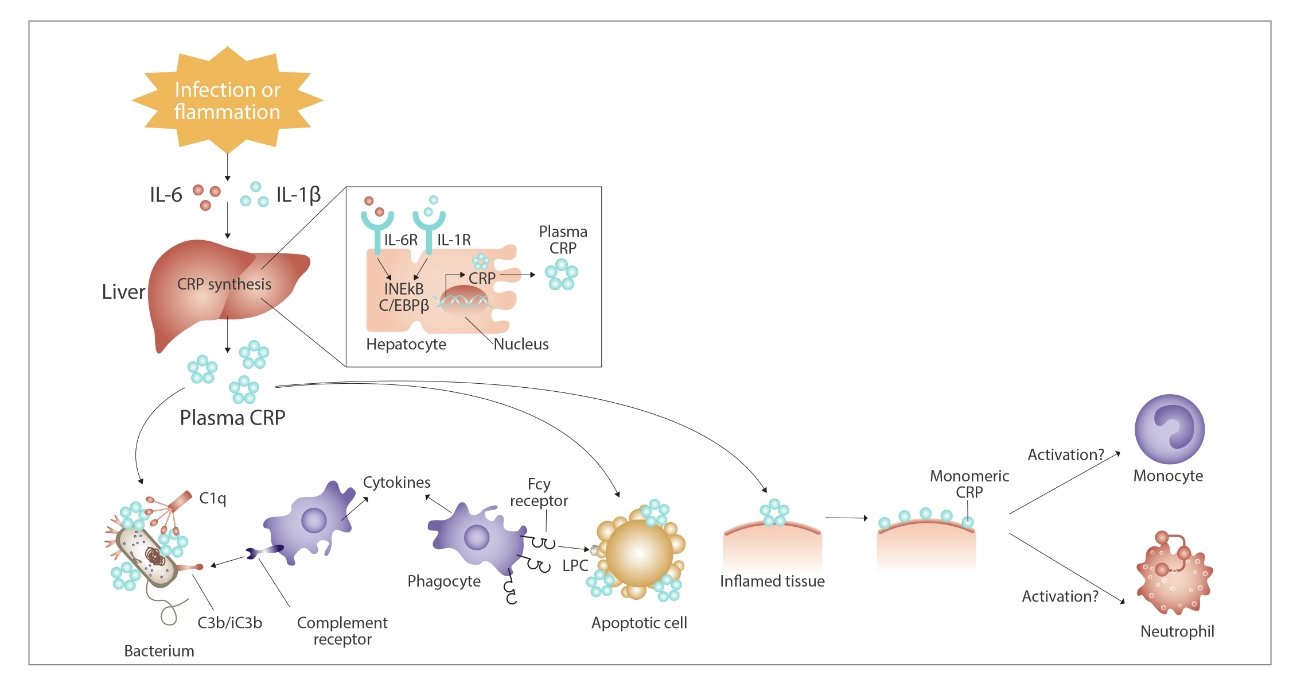 Exploring The Medical Applications Of C Reactive Protein Mindray