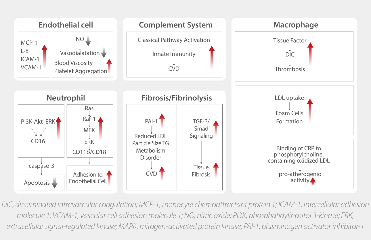 Exploring The Medical Applications Of C Reactive Protein Mindray