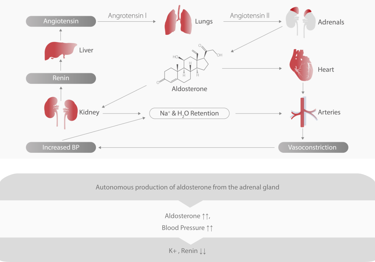 Quick facts about Renin and Aldosterone in Primary Aldosteronism - Mindray