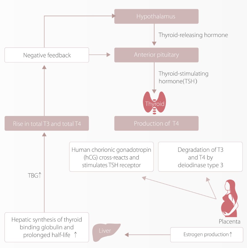 Significance of thyroid function evaluation in pregnancy - Mindray