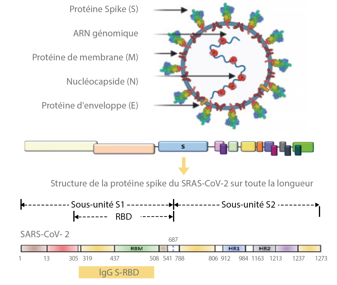 SARS-CoV-2 Neutralizing Antibodies Immunoassay Detection Episode 1: S- RBD IgG - Mindray